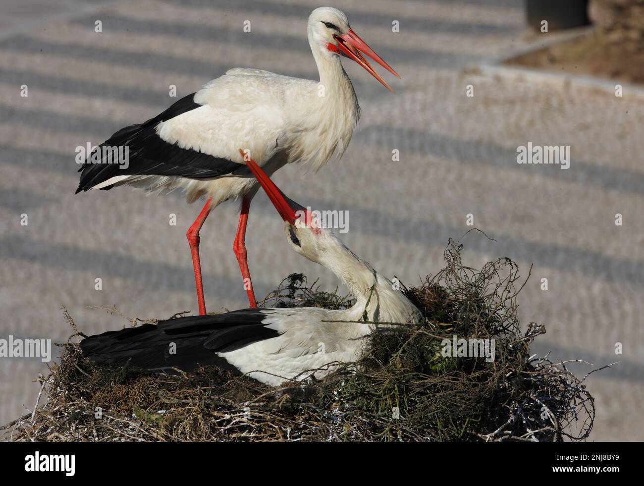 White Stork (Ciconia ciconia) pair at nest, displaying Faro, Algarve ...