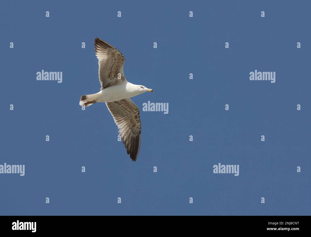 Yellow-legged Gull (Larus michahellis) second summer in flight Algarve ...