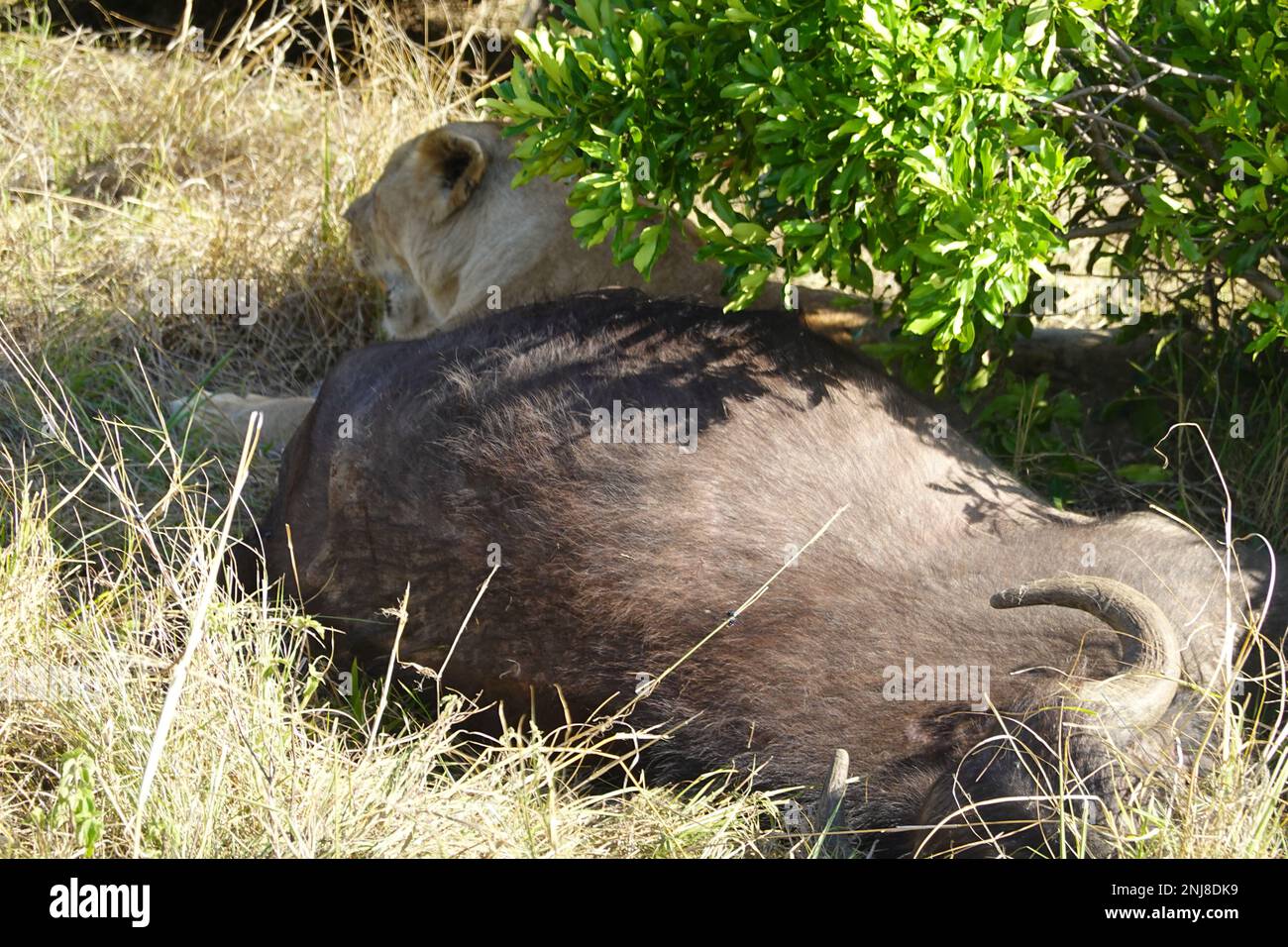 Lion eating a buffalo carcass in the savannah of Kenya Stock Photo - Alamy