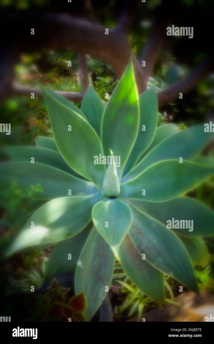 Close up Aloe plant portrait showing structures, patterns and textures ...