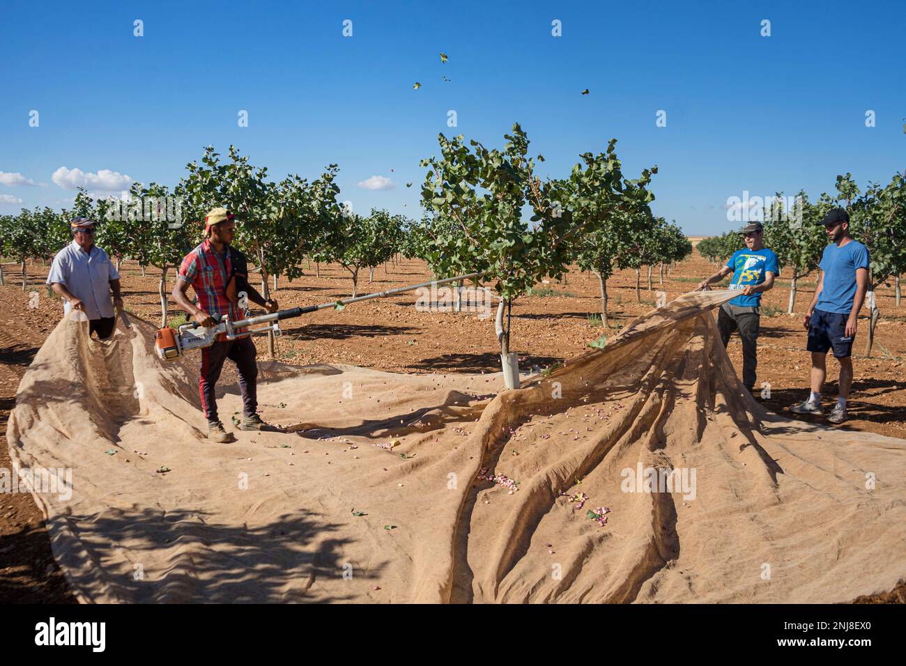 Pistachio harvest at a farm on September 21, 2022, in Ciudad Real ...