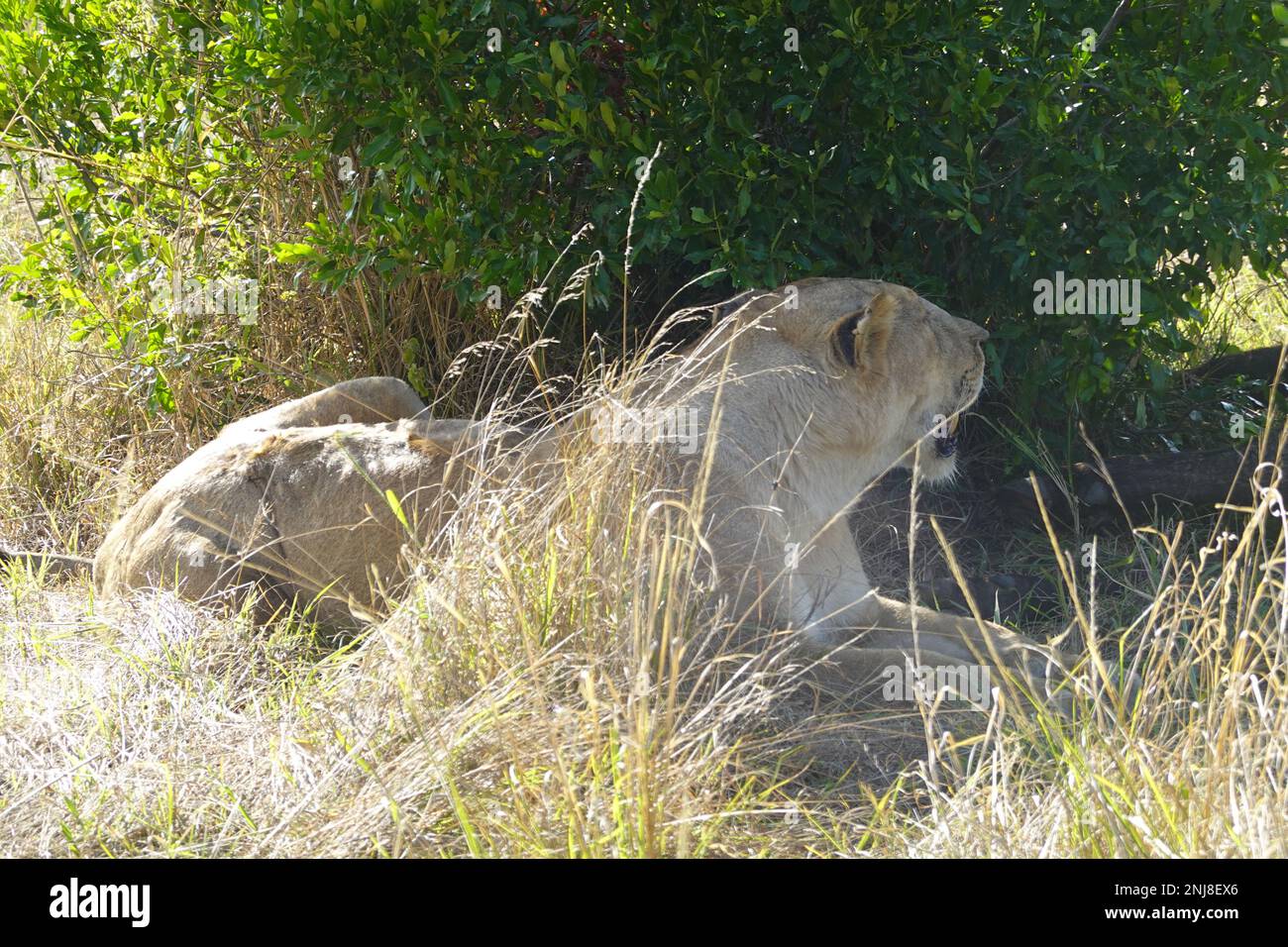 Lion eating a buffalo carcass in the savannah of Kenya Stock Photo - Alamy