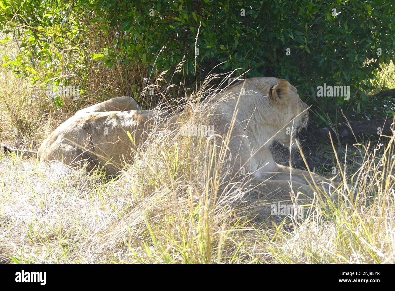 Lion eating a buffalo carcass in the savannah of Kenya Stock Photo - Alamy