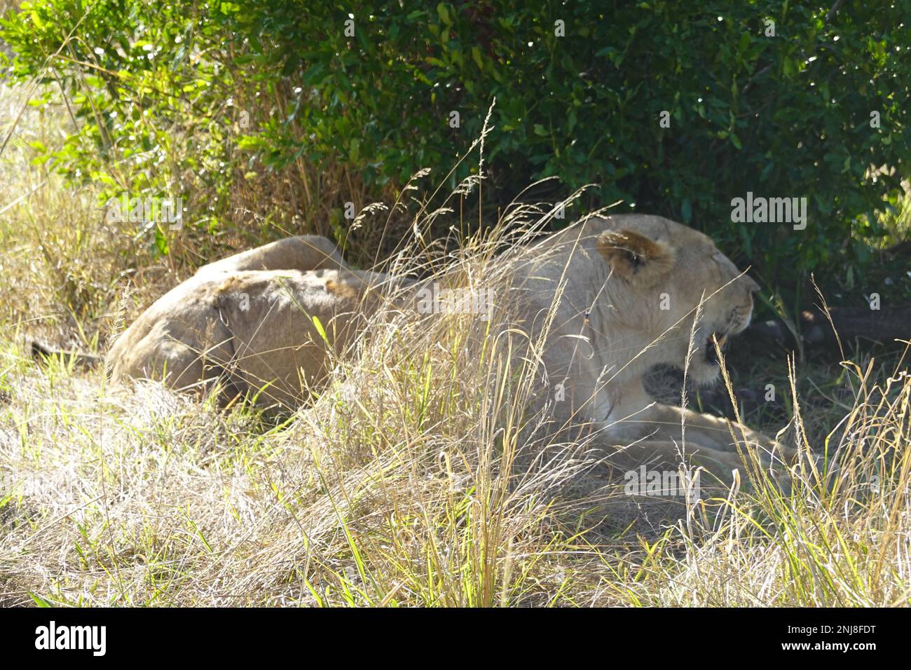 Lion eating a buffalo carcass in the savannah of Kenya Stock Photo - Alamy