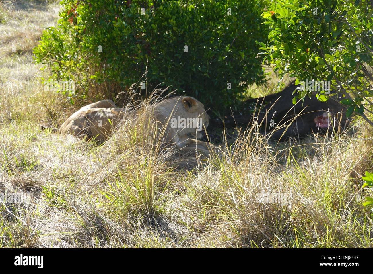 Lion eating a buffalo carcass in the savannah of Kenya Stock Photo - Alamy