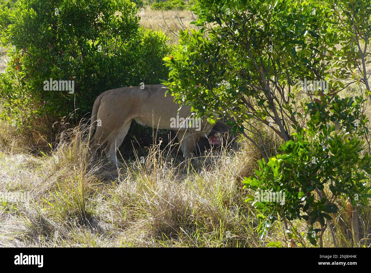 Lion eating a buffalo carcass in the savannah of Kenya Stock Photo - Alamy