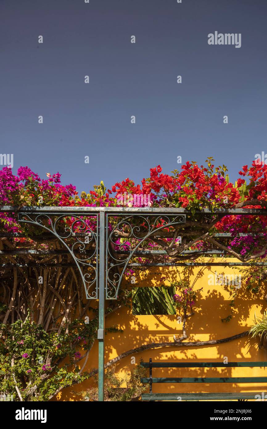 Bougainvillea patterns hi-res stock photography and images - Alamy