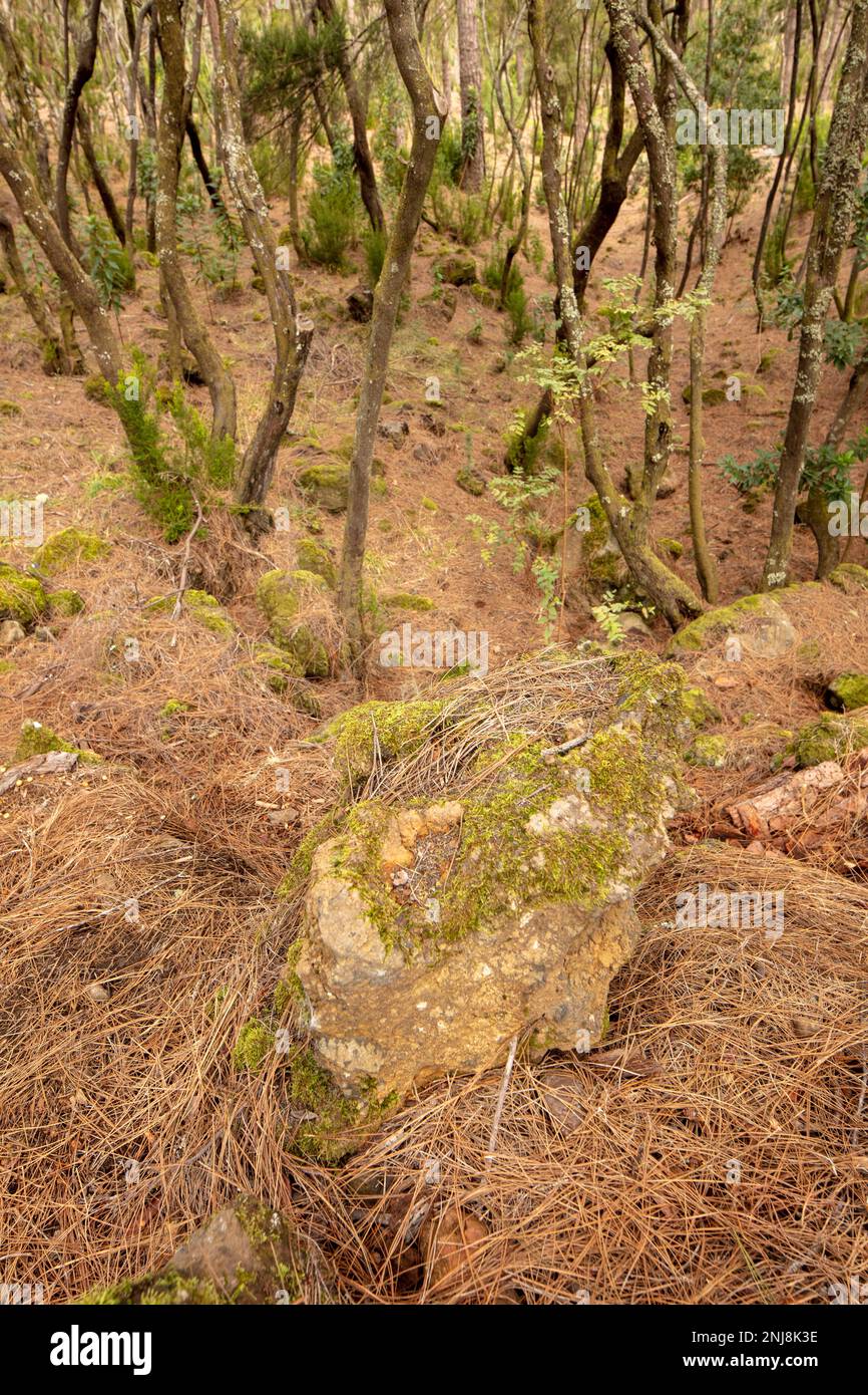 Moody woodland landscapes along the hiking trail at Aguamansa (eerie ...
