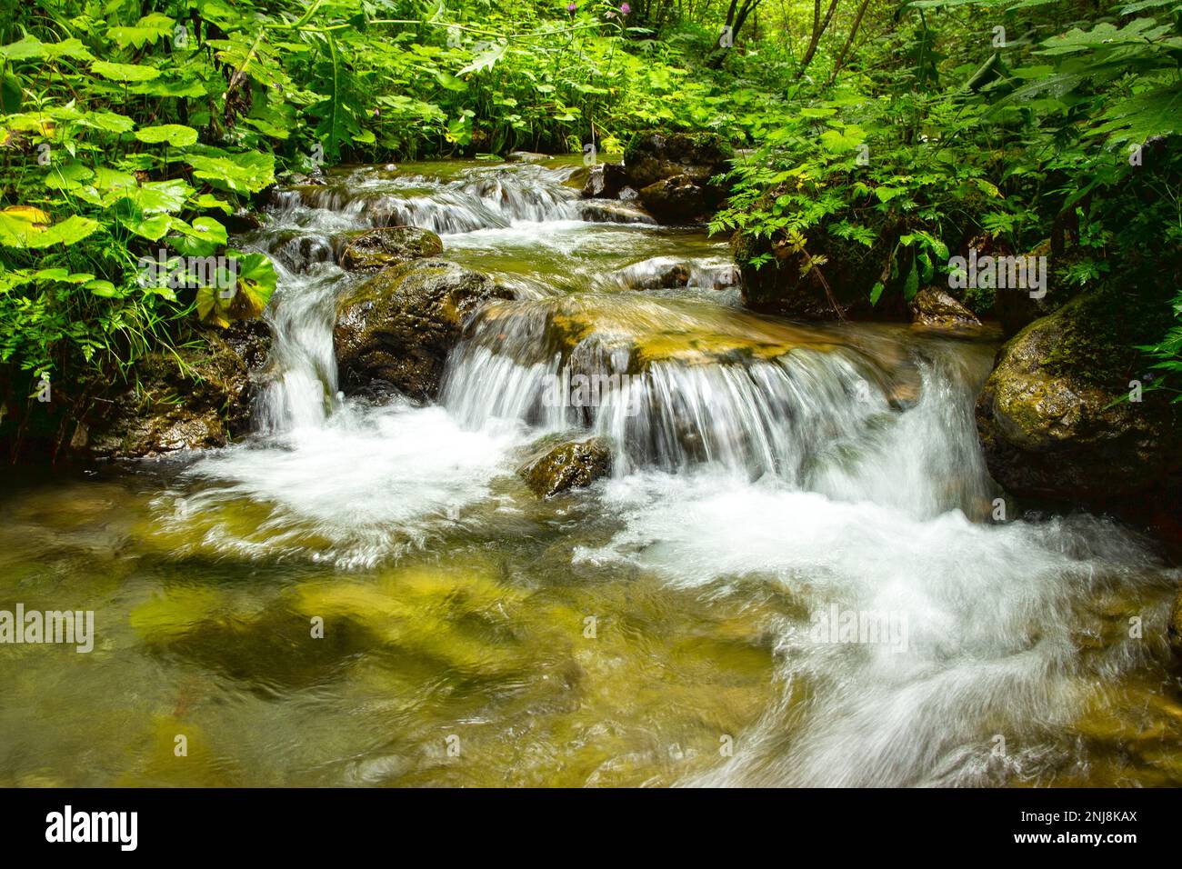 clear water and waterfulls in a little river in the forest Stock Photo ...