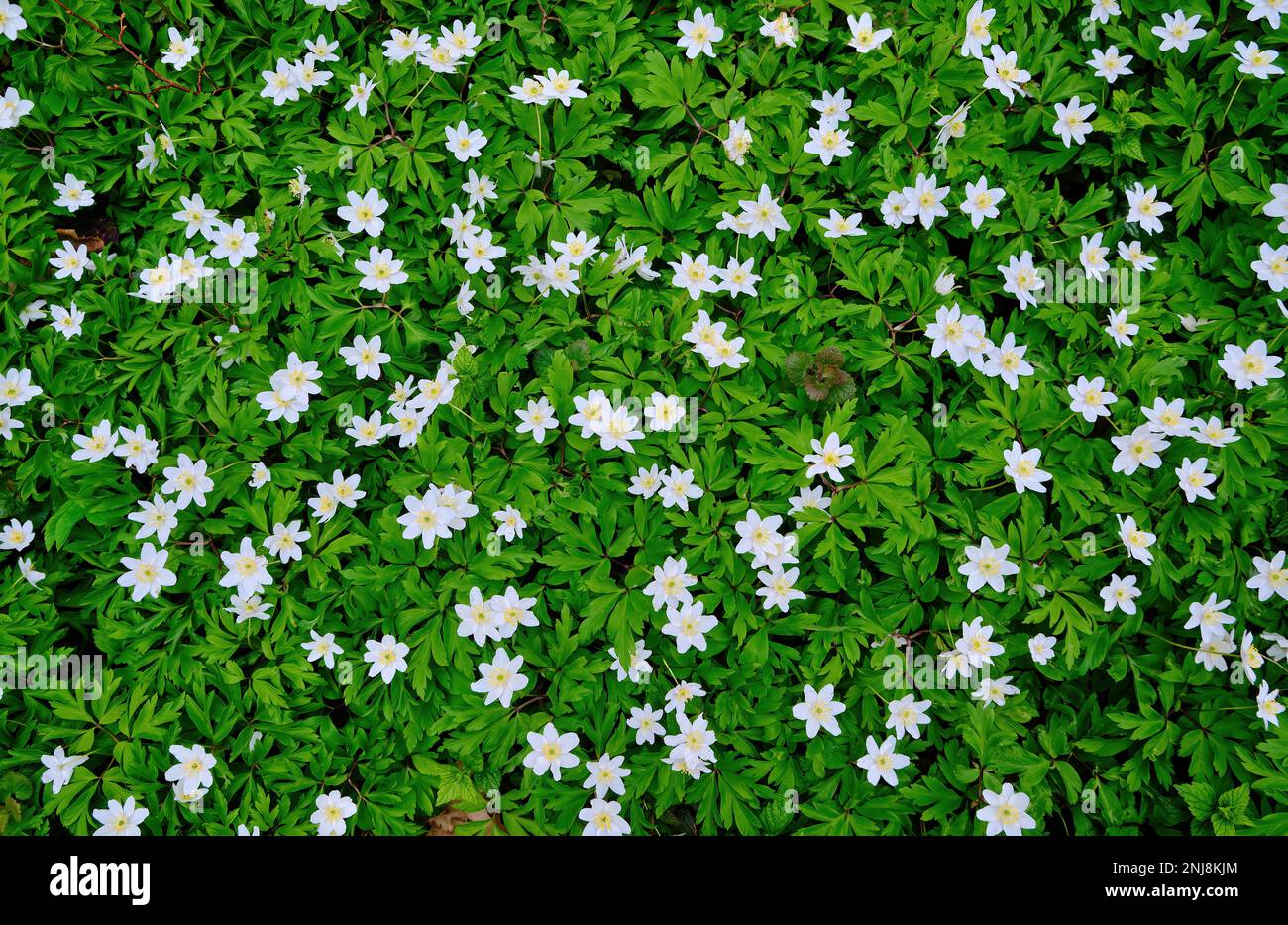 Anemone nemorosa is an early-spring flowering plant in the genus ...