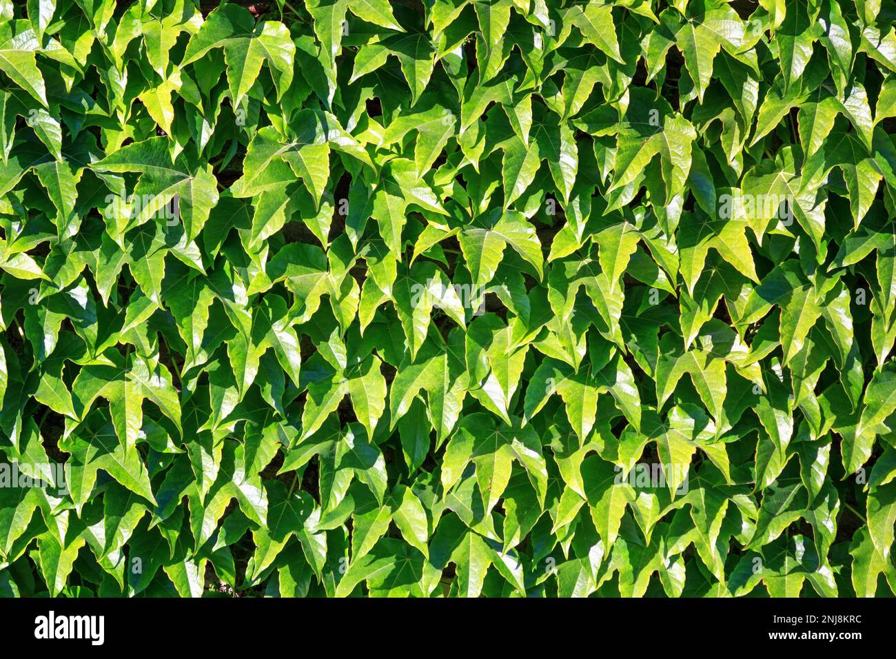 Summer deciduous background of the common ivy (Hedera helix) covering a ...