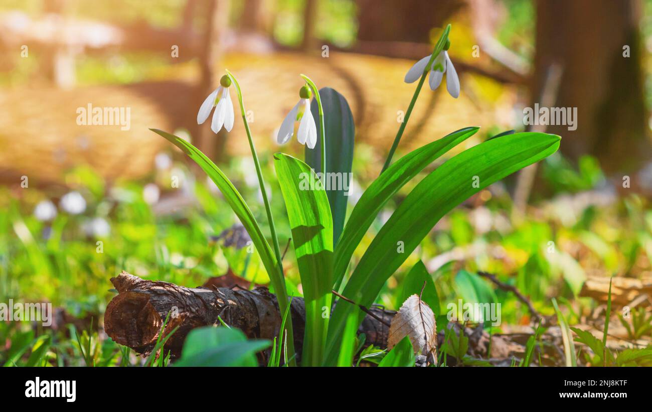 Beautifull snowdrops - blooming white flowers in early spring in the ...