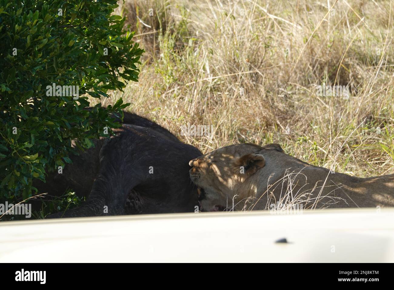 Lion eating a buffalo carcass in the savannah of Kenya Stock Photo - Alamy