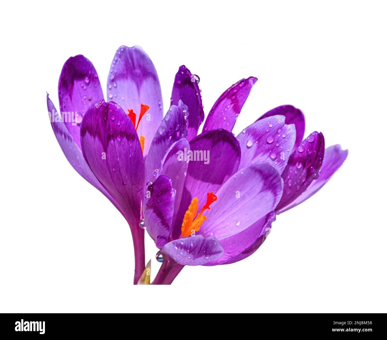 Violet flowers in the sunlight Cut Out Stock Images & Pictures - Alamy