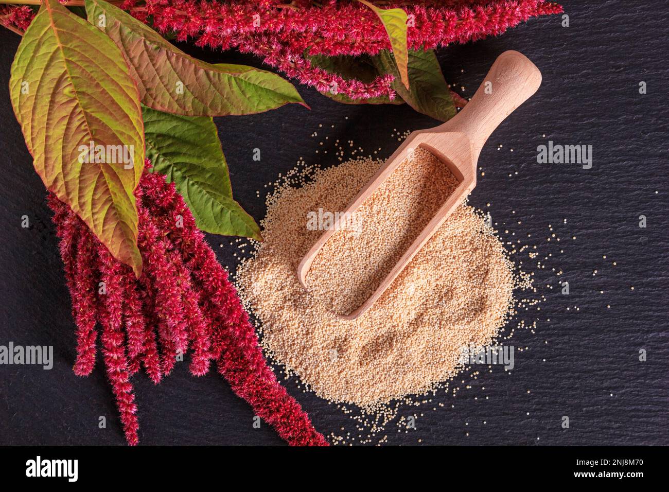 Amaranth grits with scoop and blooming branches amaranth on the black ...