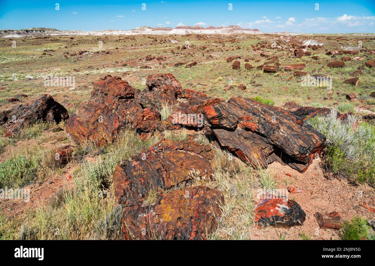 Petrified Forest National Park, Arizona Stock Photo - Alamy