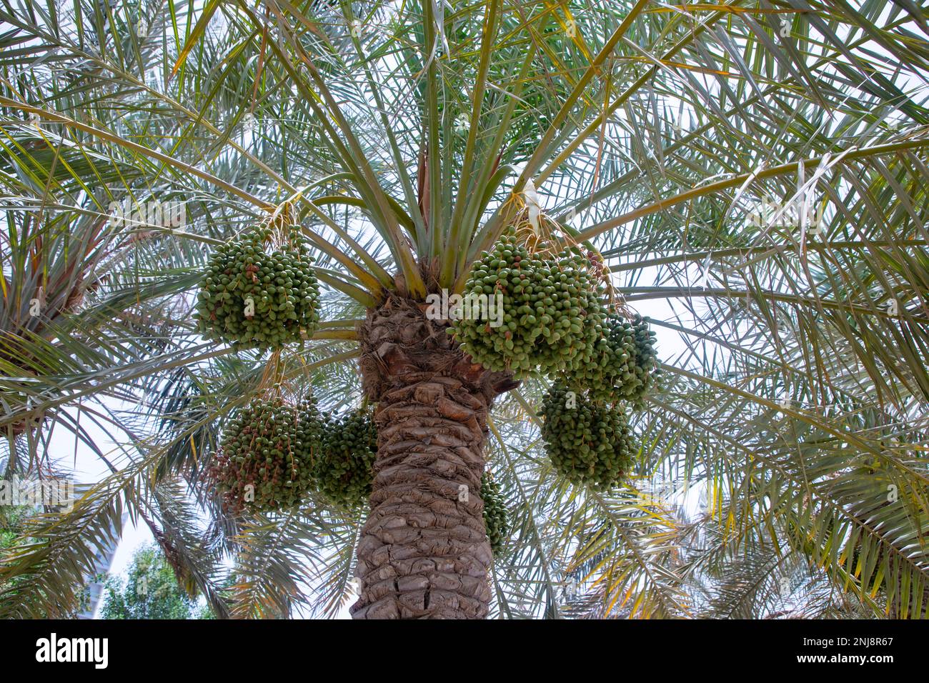 Date palm tree with clusters of green dates fruit at Manama in Bahrain ...