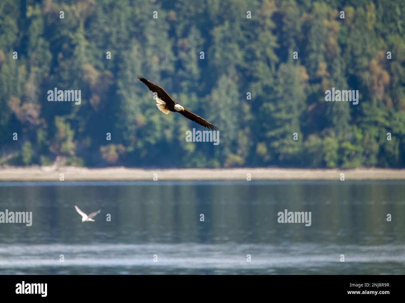 Bald eagle flying over trees hi-res stock photography and images - Alamy