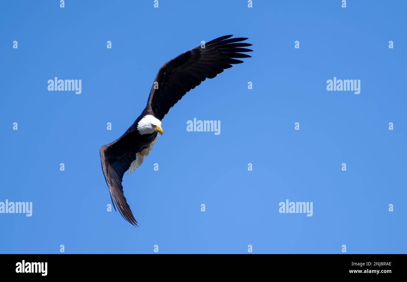 Adult bald eagle making a turn while flying high in the sky Stock Photo ...