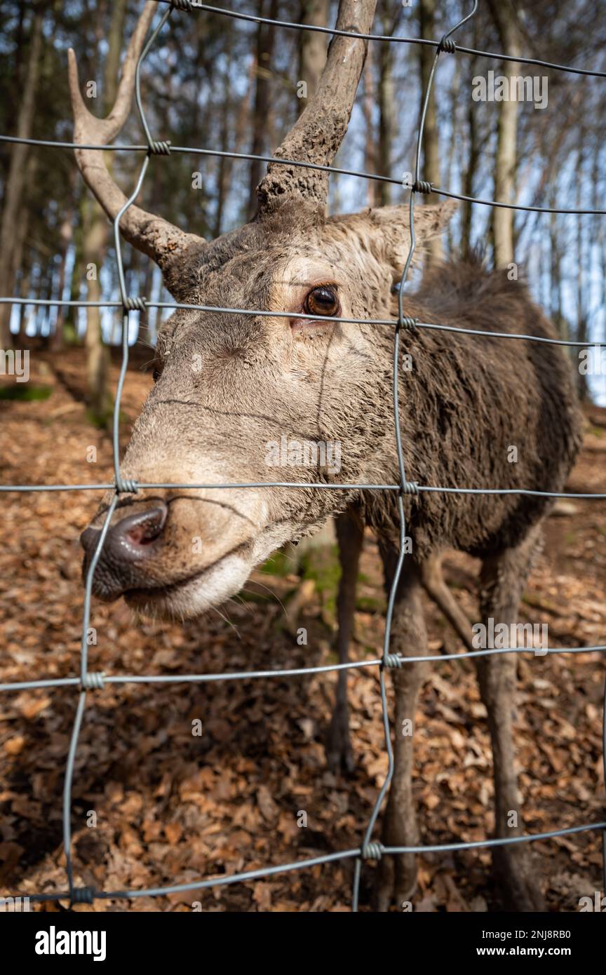 Deer behind fence at a public wildlife park zoo looking at camera ...