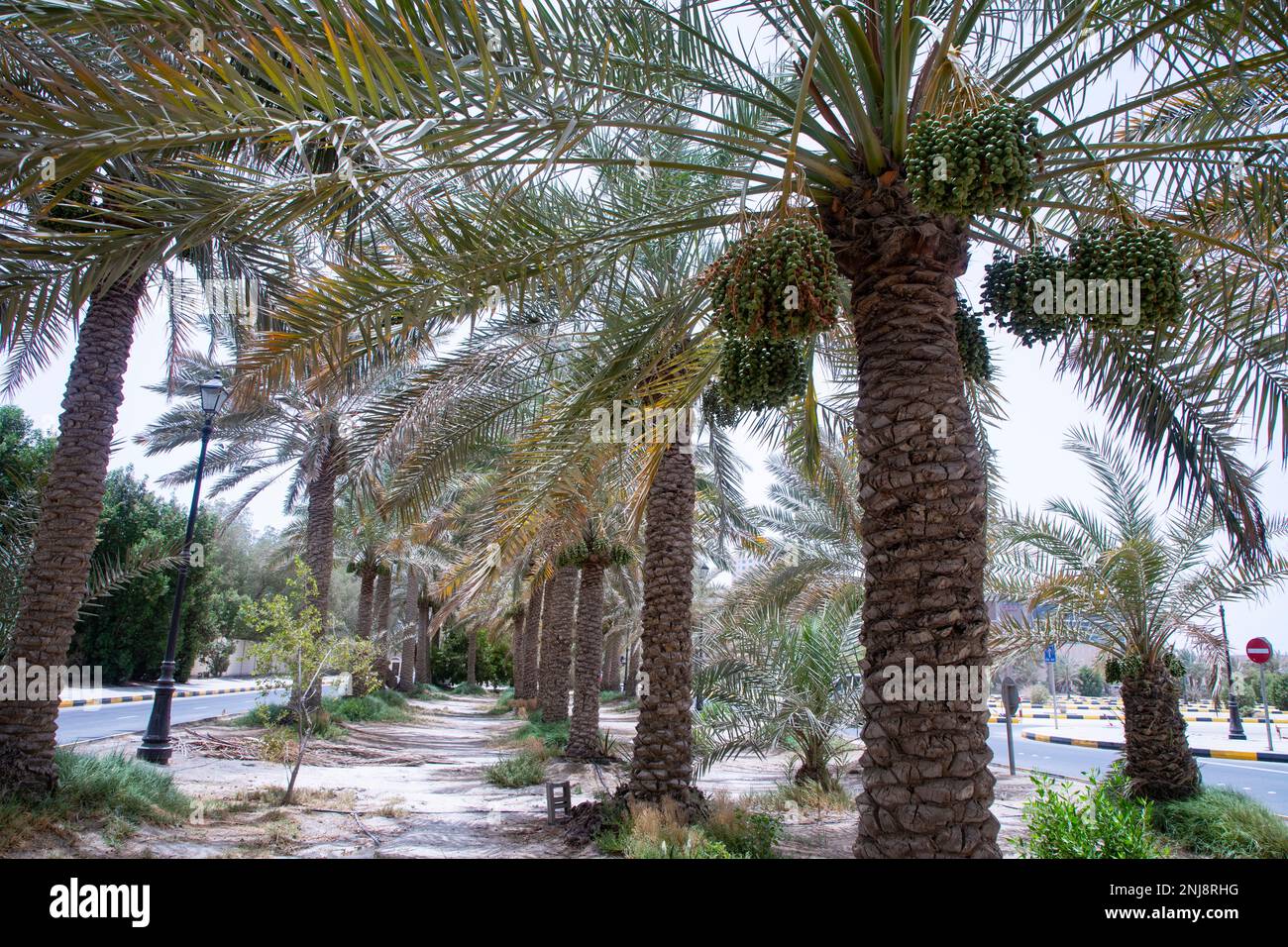 Date palm tree with clusters of green dates fruit at Manama in Bahrain ...