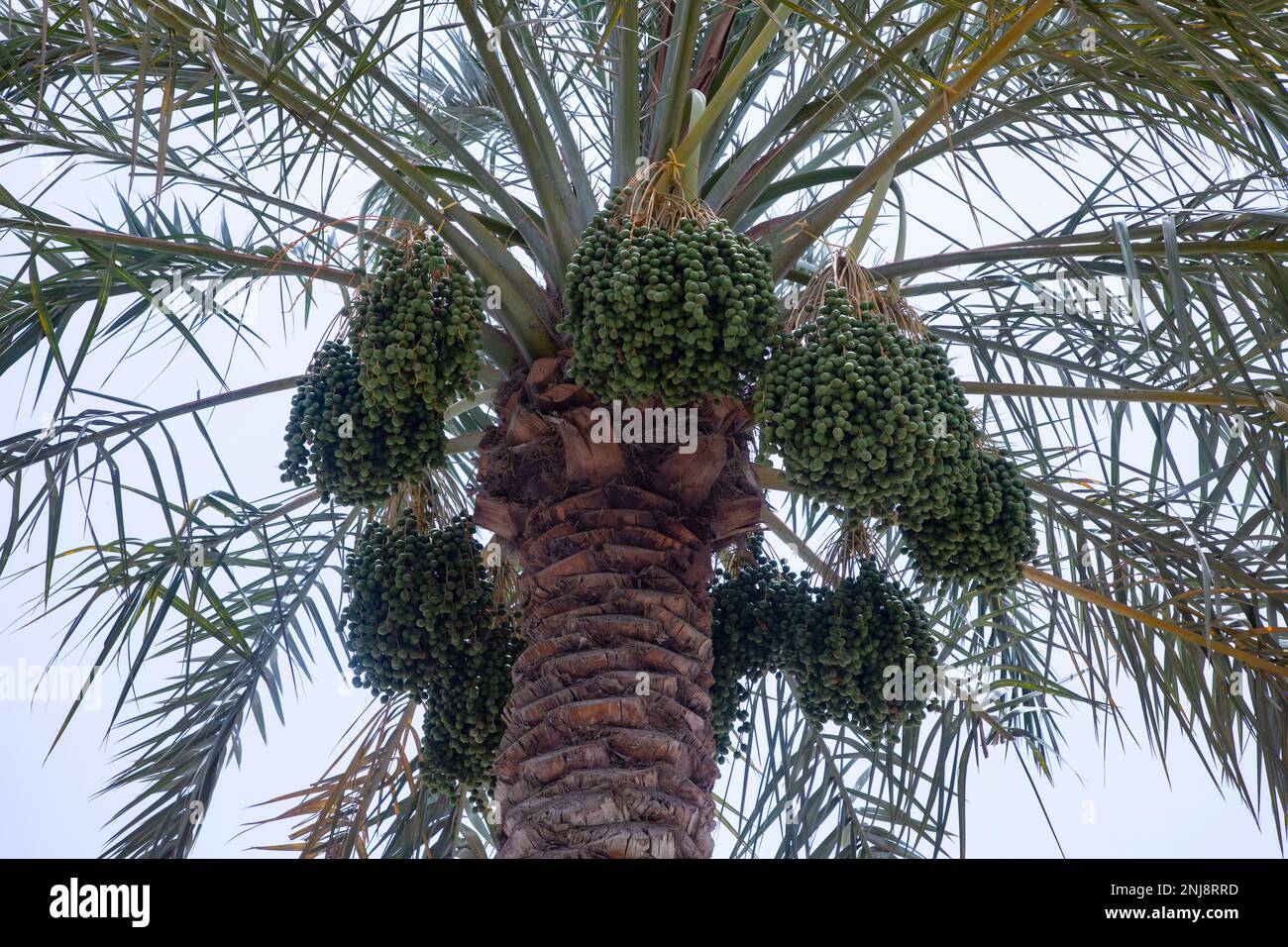 Date palm tree with clusters of green dates fruit at Manama in Bahrain ...