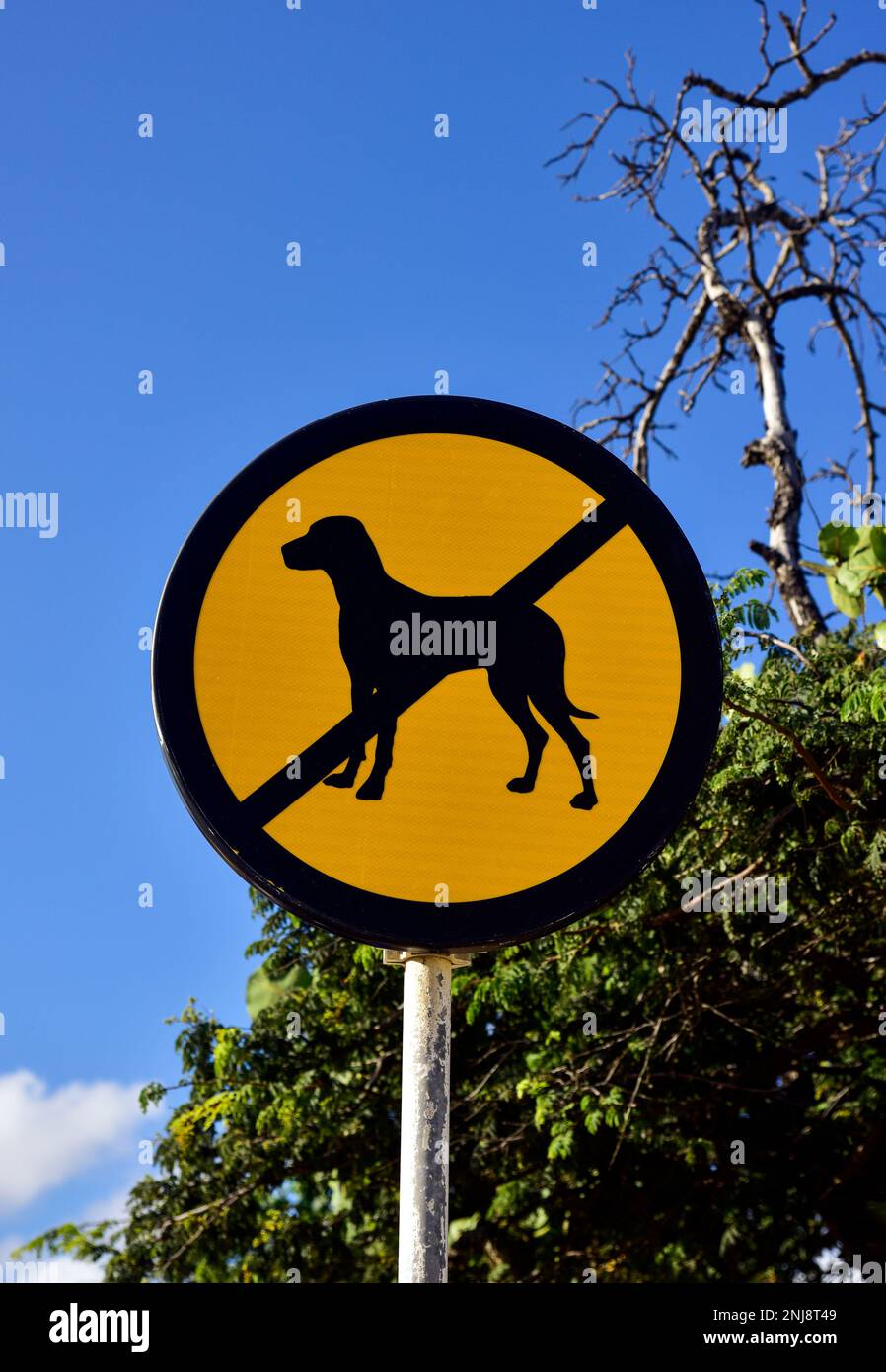 International no dogs allowed sign, Aruba Stock Photo - Alamy