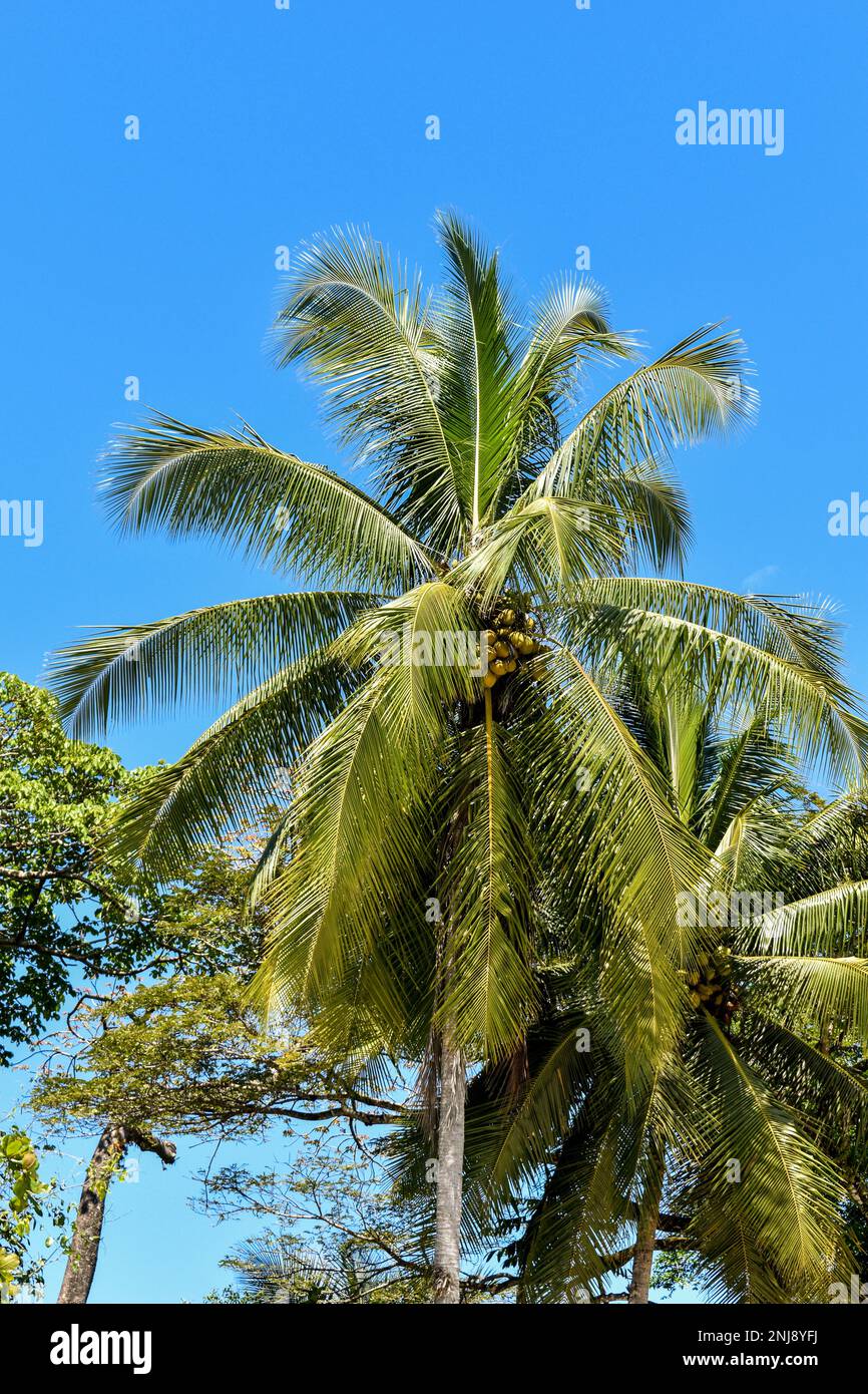 Palm tree manuel antonio hi-res stock photography and images - Alamy