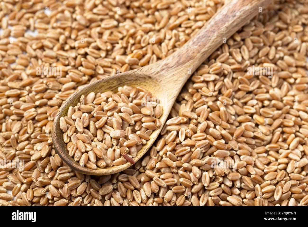 An overview photo of a small wooden spoon in a pile of little wheat ...