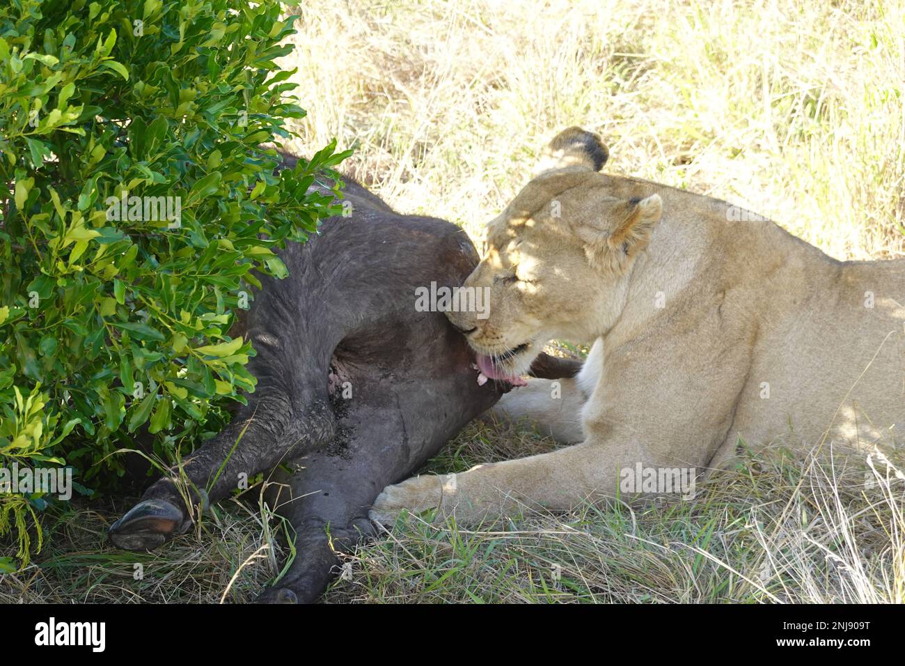 Lion eating a buffalo carcass in the savannah of Kenya Stock Photo - Alamy