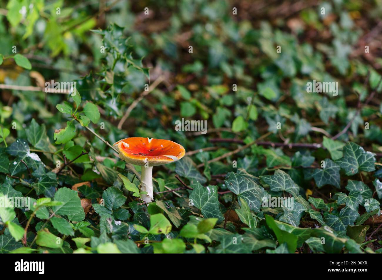 Mushroom under birch hi-res stock photography and images - Alamy