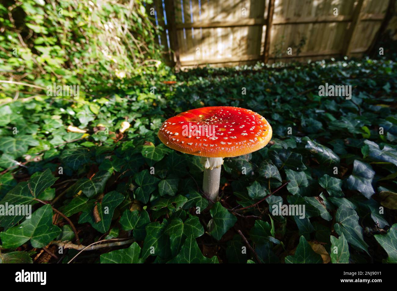 A fly agaric growing under a silver birch tree in a cottage garden in ...