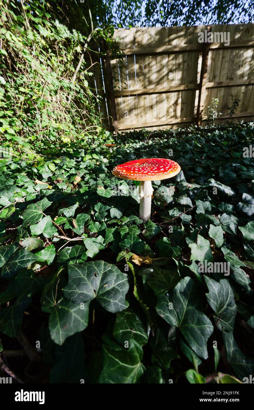 A fly agaric growing under a silver birch tree in a cottage garden in ...