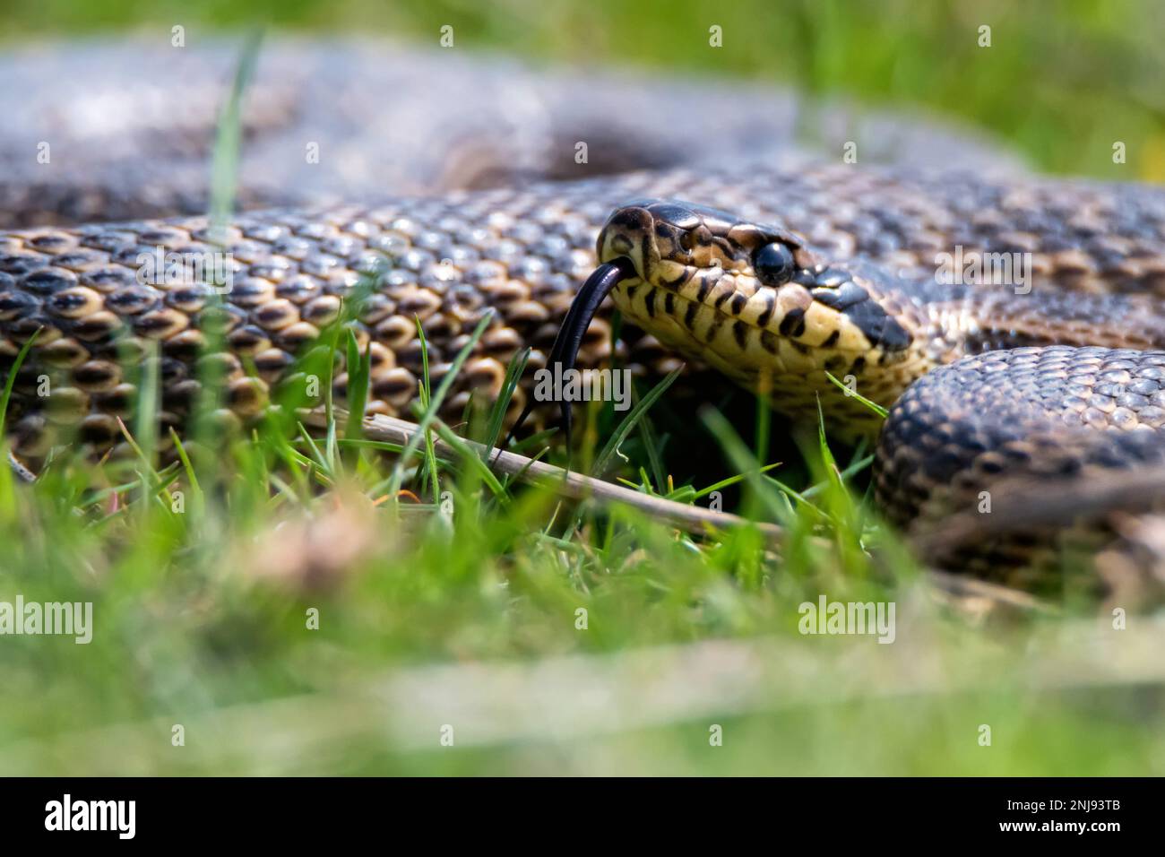 Portrait of blotched snake or Elaphe sauromates in grass natural ...