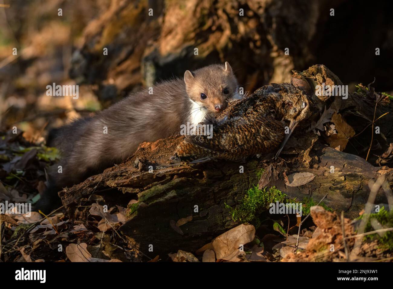 Eurasian pine marten hi-res stock photography and images - Alamy