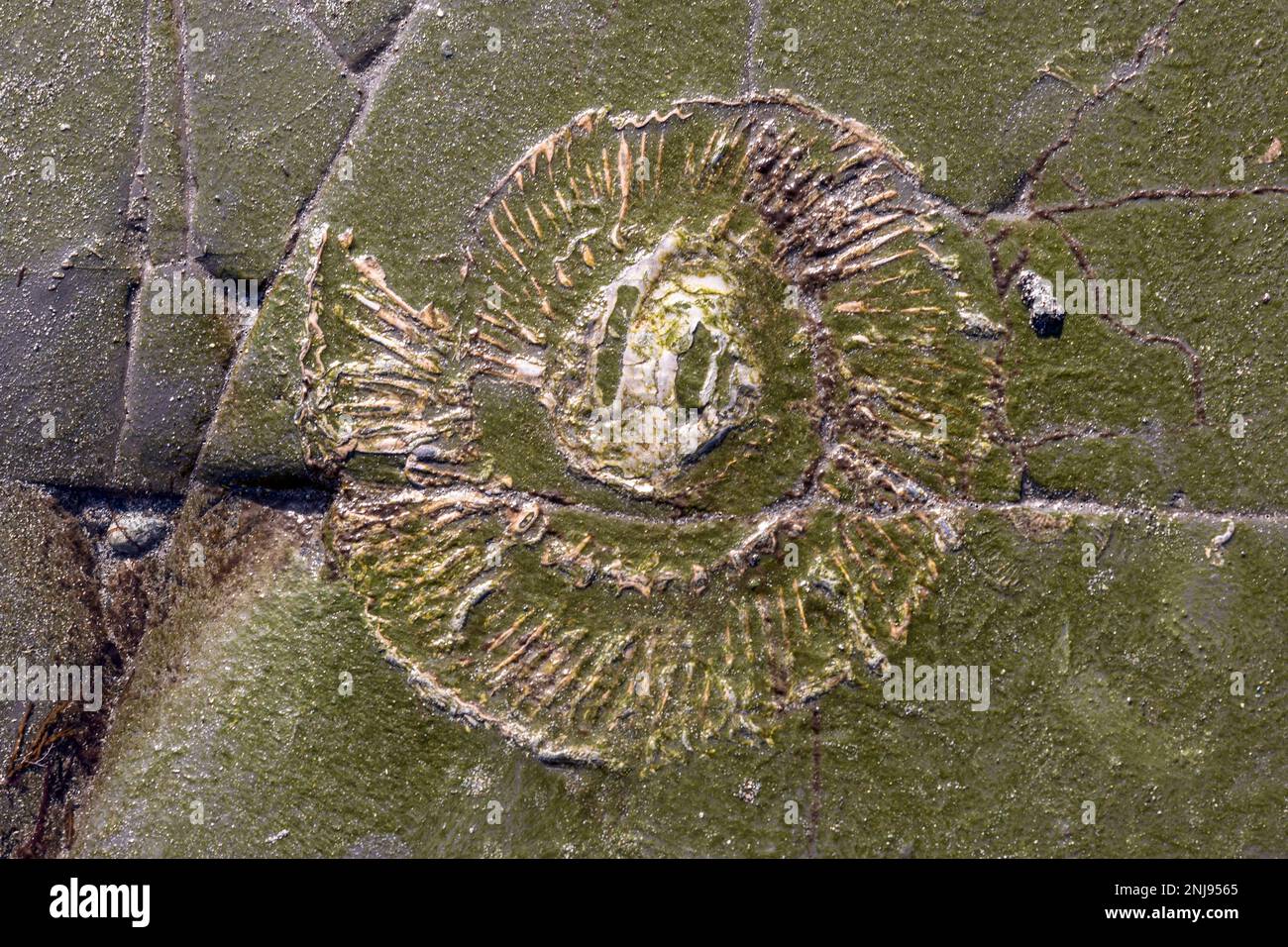 Ammonite with algae, Kimmeridge Bay, Isle of Purbeck, Jurassic Coast ...