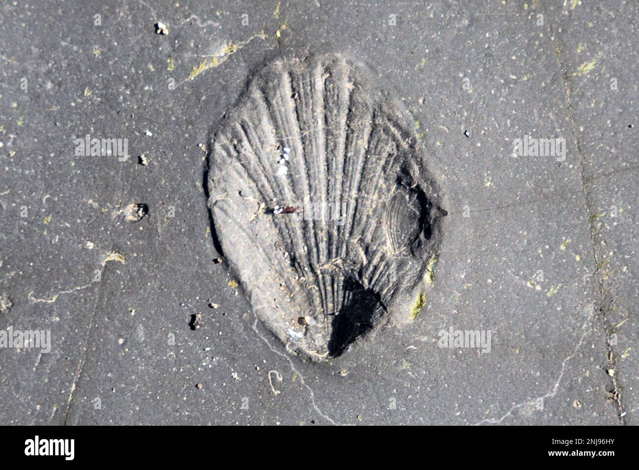 Fossilised bivalve shell, Kimmeridge Bay, Isle of Purbeck, Jurassic ...