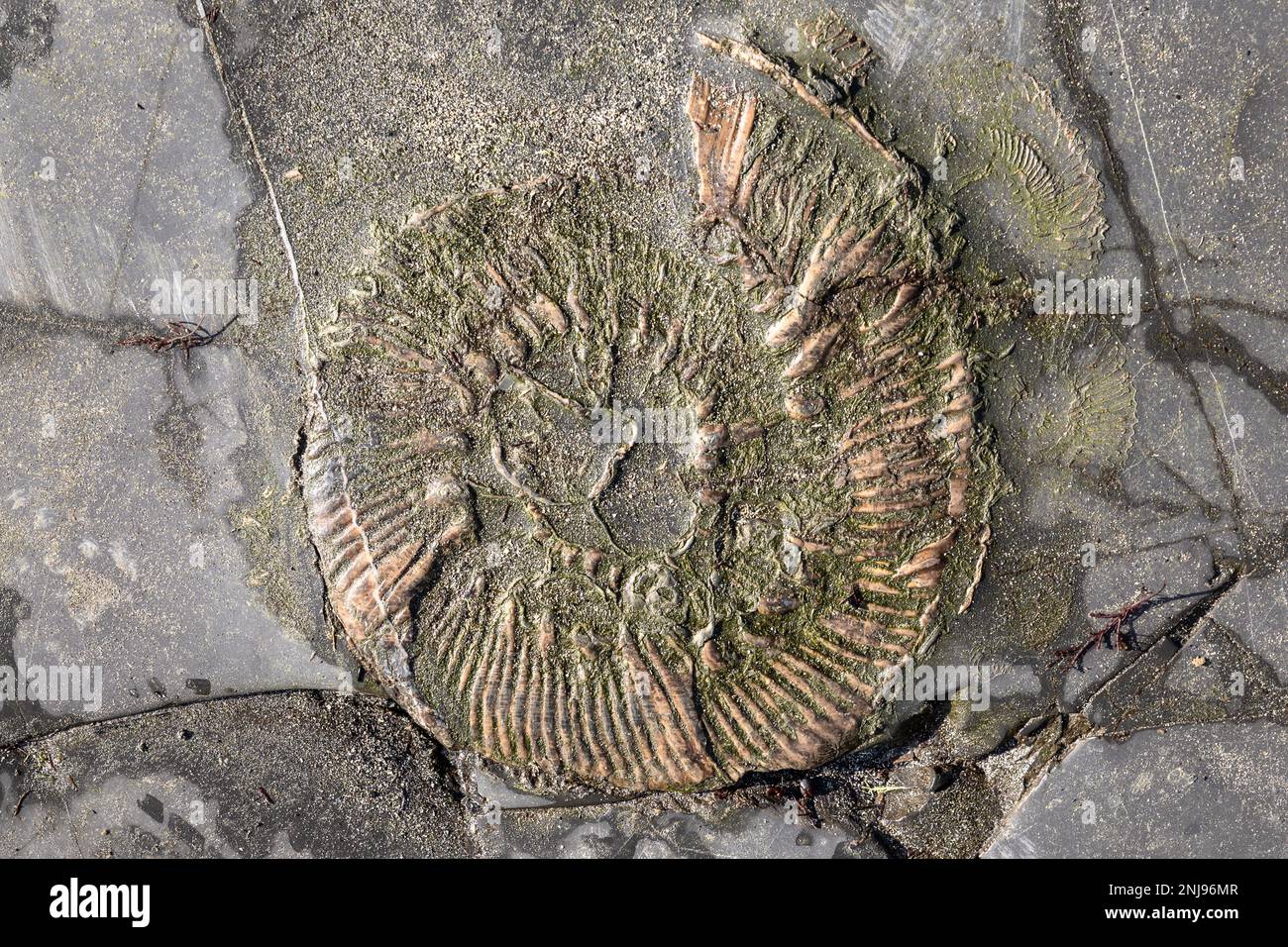 Ammonite with algae, Kimmeridge Bay, Isle of Purbeck, Jurassic Coast ...