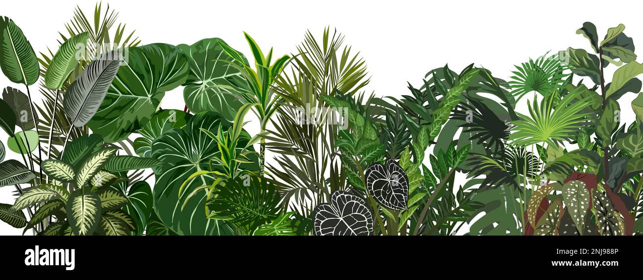 House plants and Tropical leaves vector border Stock Vector Image & Art ...