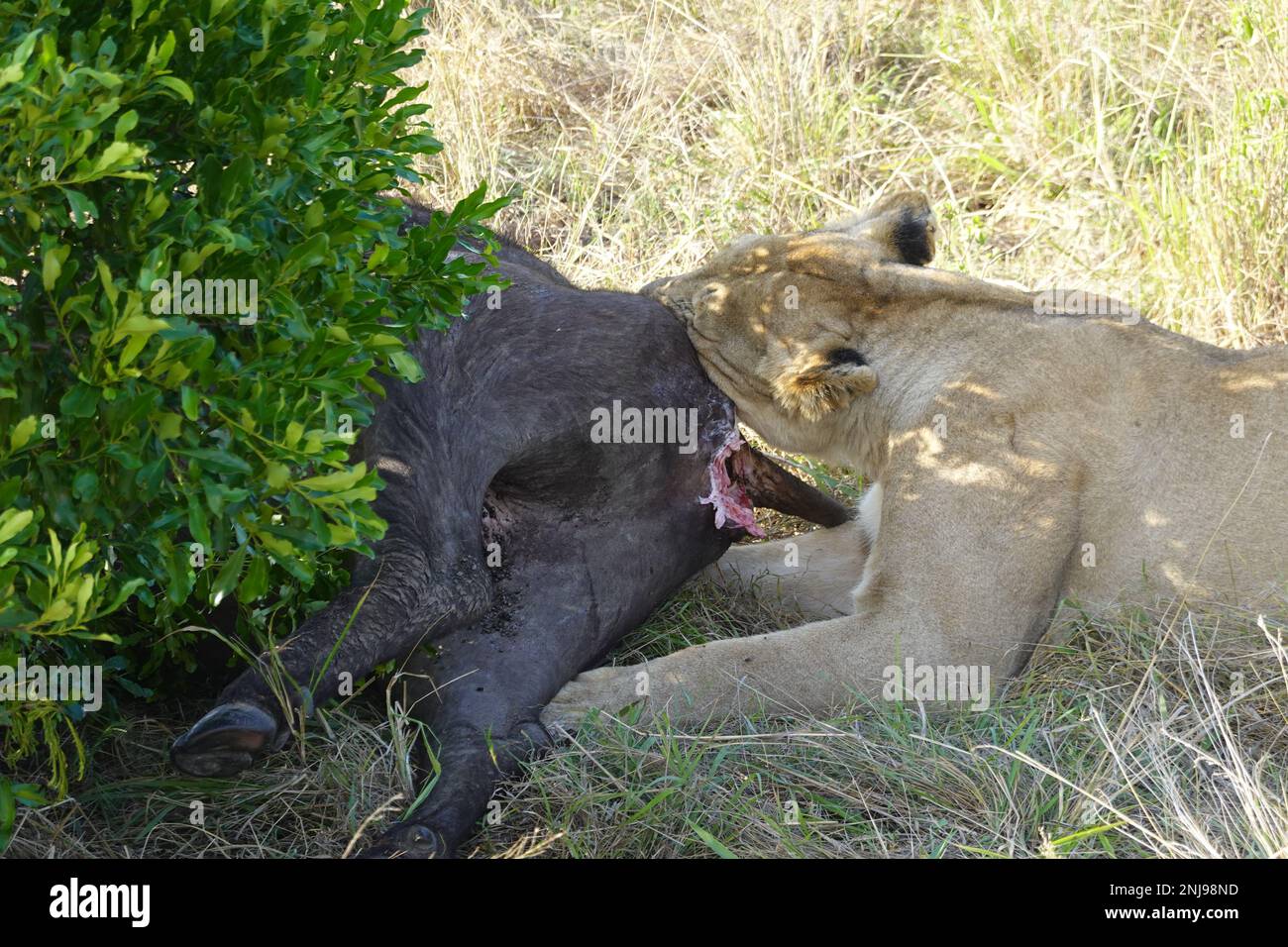 Lion eating a buffalo carcass in the savannah of Kenya Stock Photo - Alamy