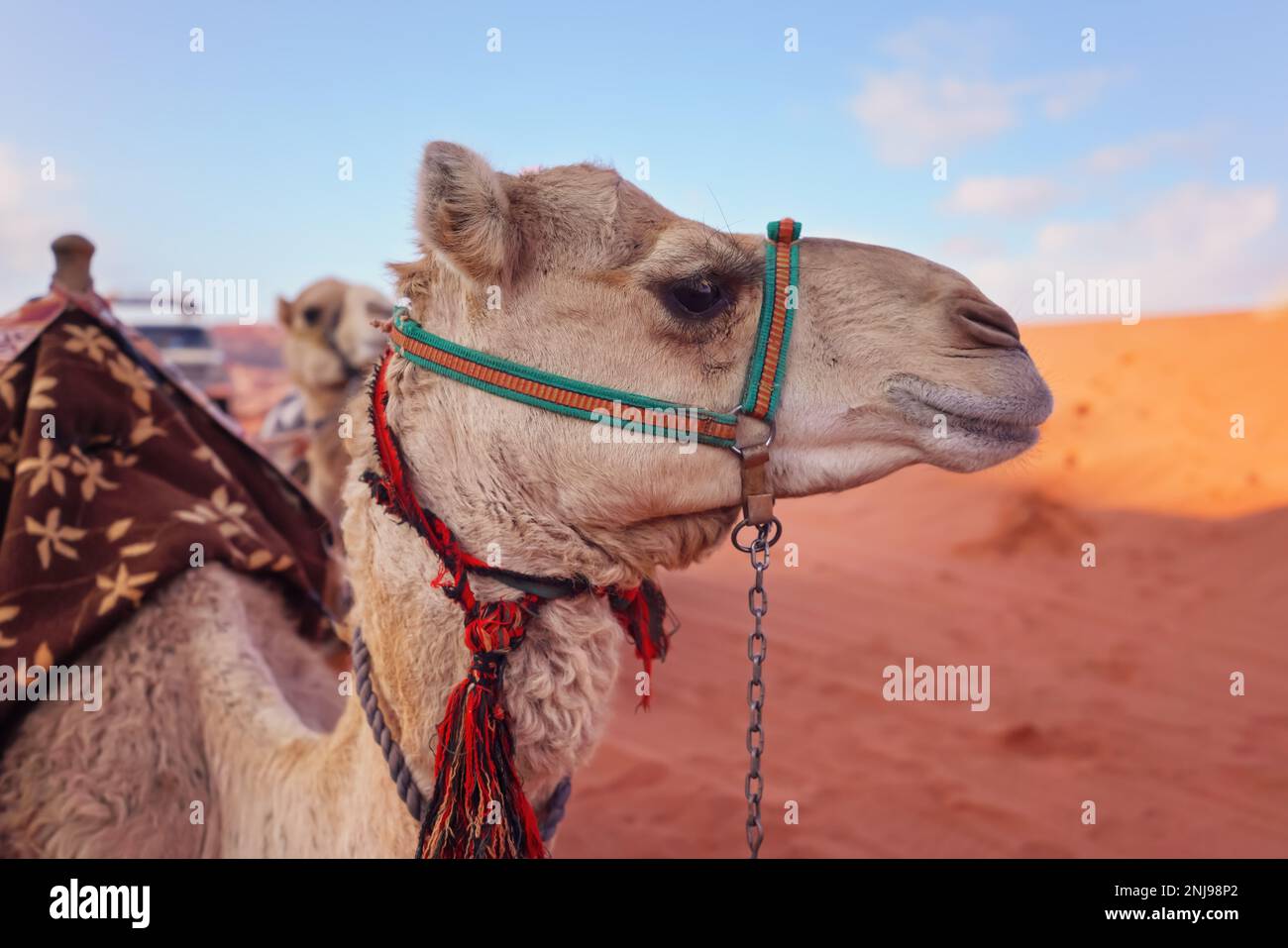 Camel resting on red sand Wadi Rum desert closeup detail, blurred sun ...