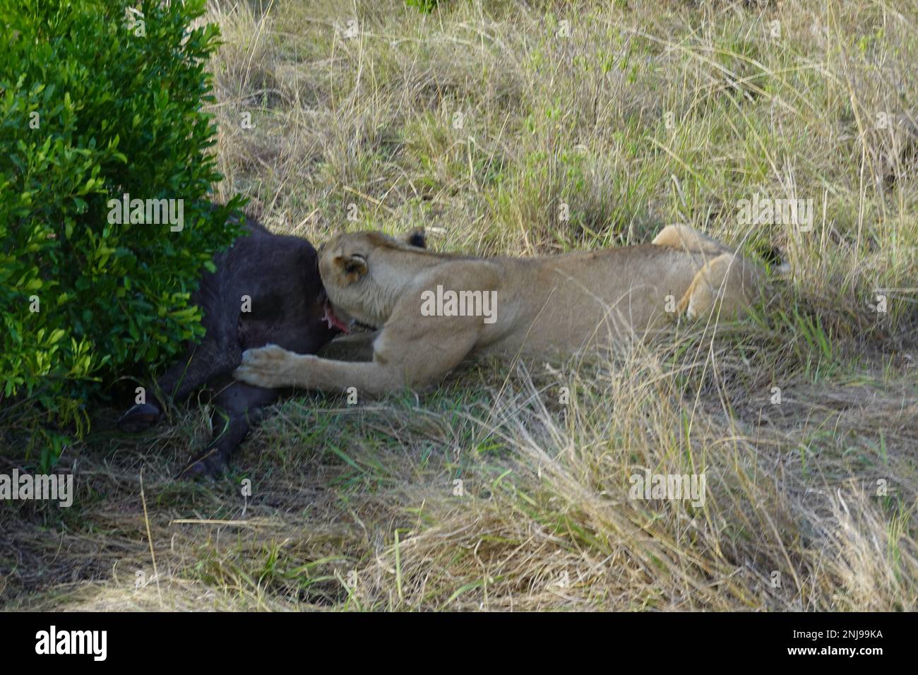 Lion eating a buffalo carcass in the savannah of Kenya Stock Photo - Alamy