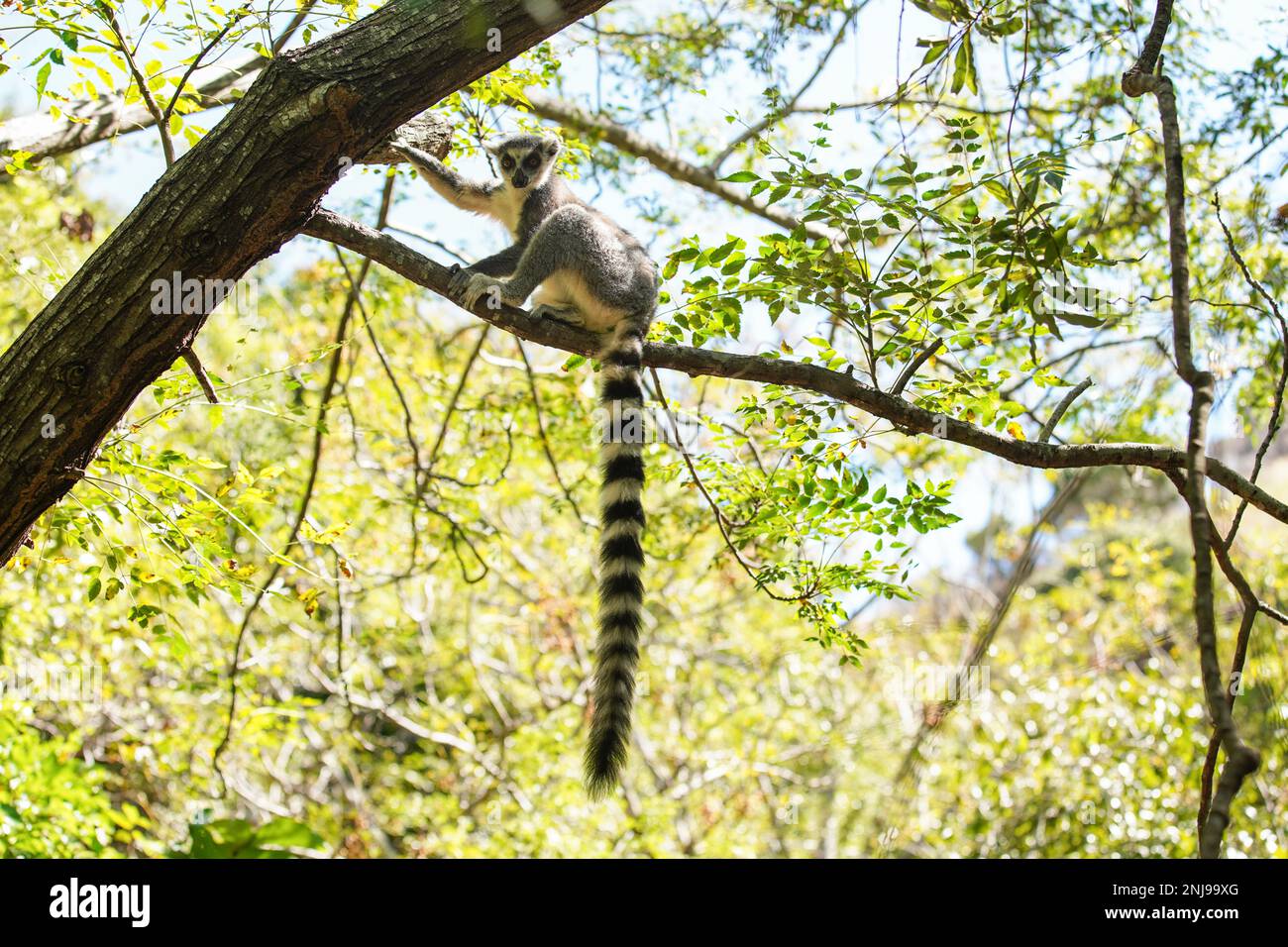 Ring-tailed lemur (Lemur catta) sitting on tree in their natural ...