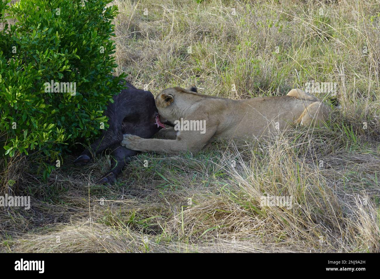 Lion eating a buffalo carcass in the savannah of Kenya Stock Photo - Alamy