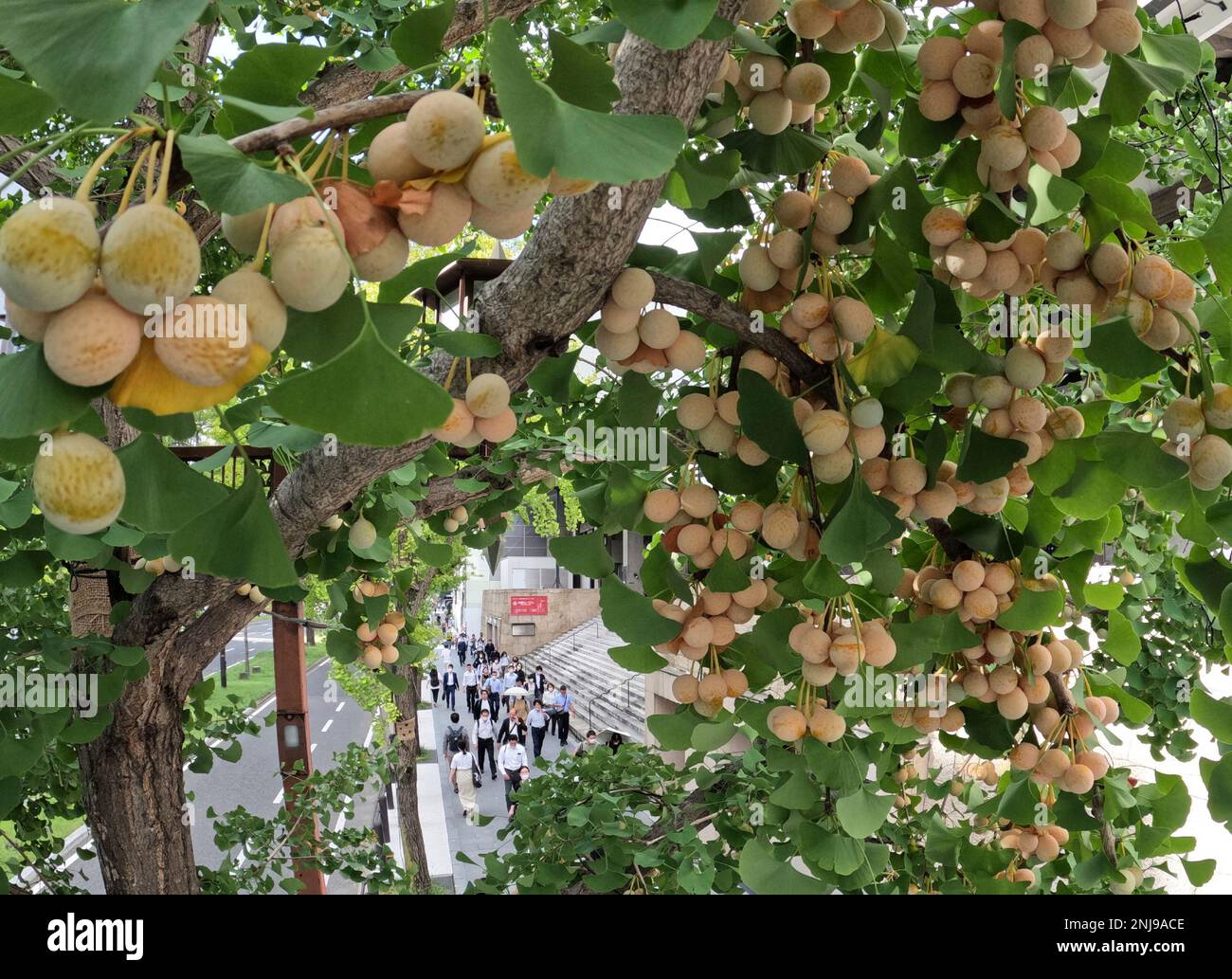 Ginkgo nuts ripen at a Midosuji street in Osaka City, Osaka Prefecture ...