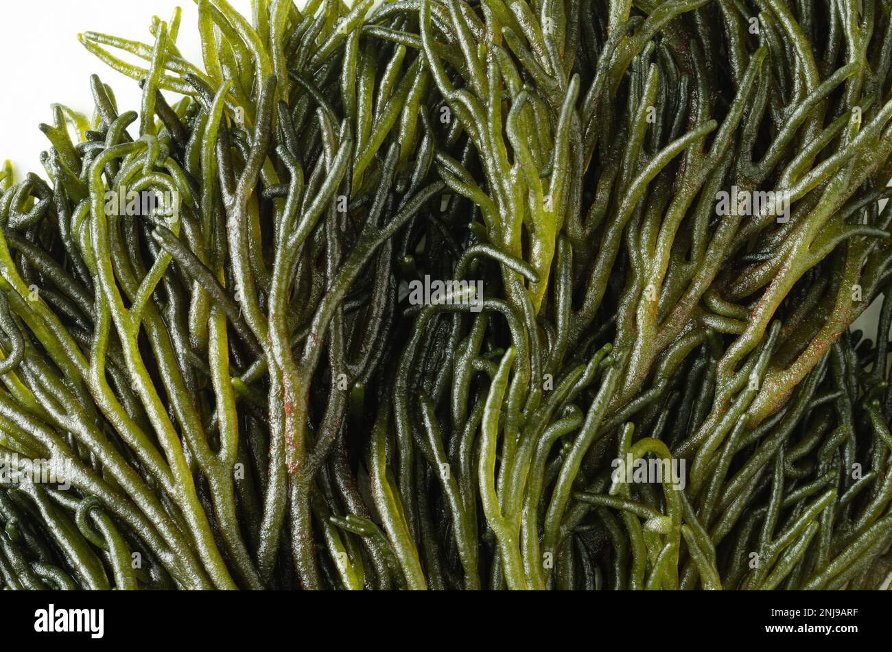 Codium fragile. Green algae native to Japan, close-up shot. Macro ...