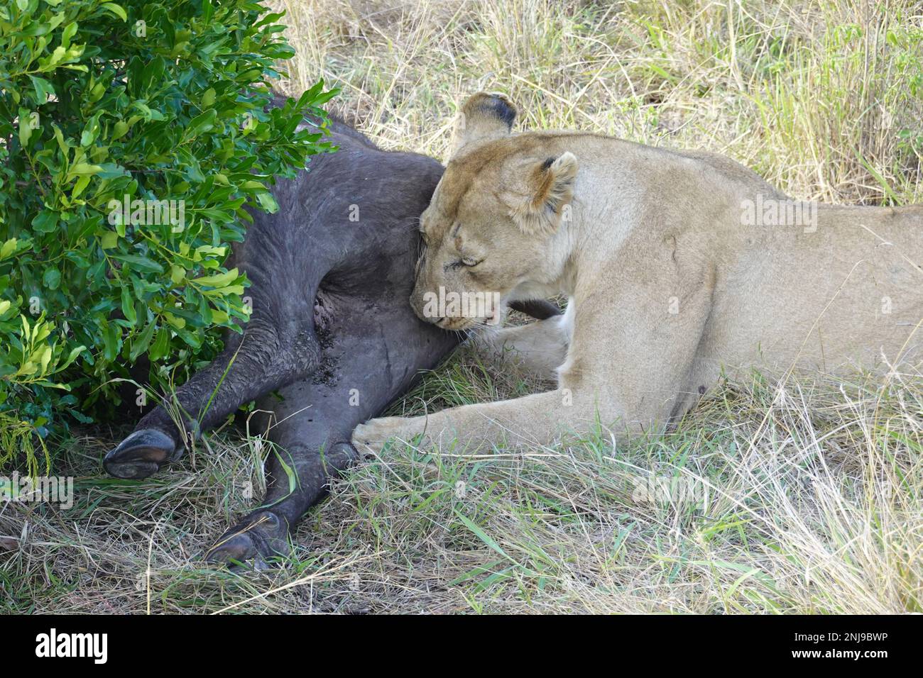 Lion eating a buffalo carcass in the savannah of Kenya Stock Photo - Alamy