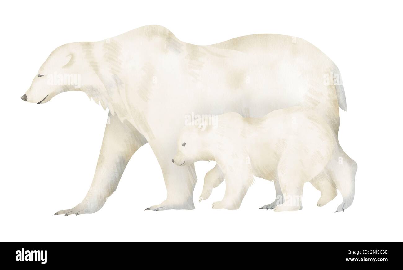 White big polar Bear with little Cub. Hand drawn watercolor ...