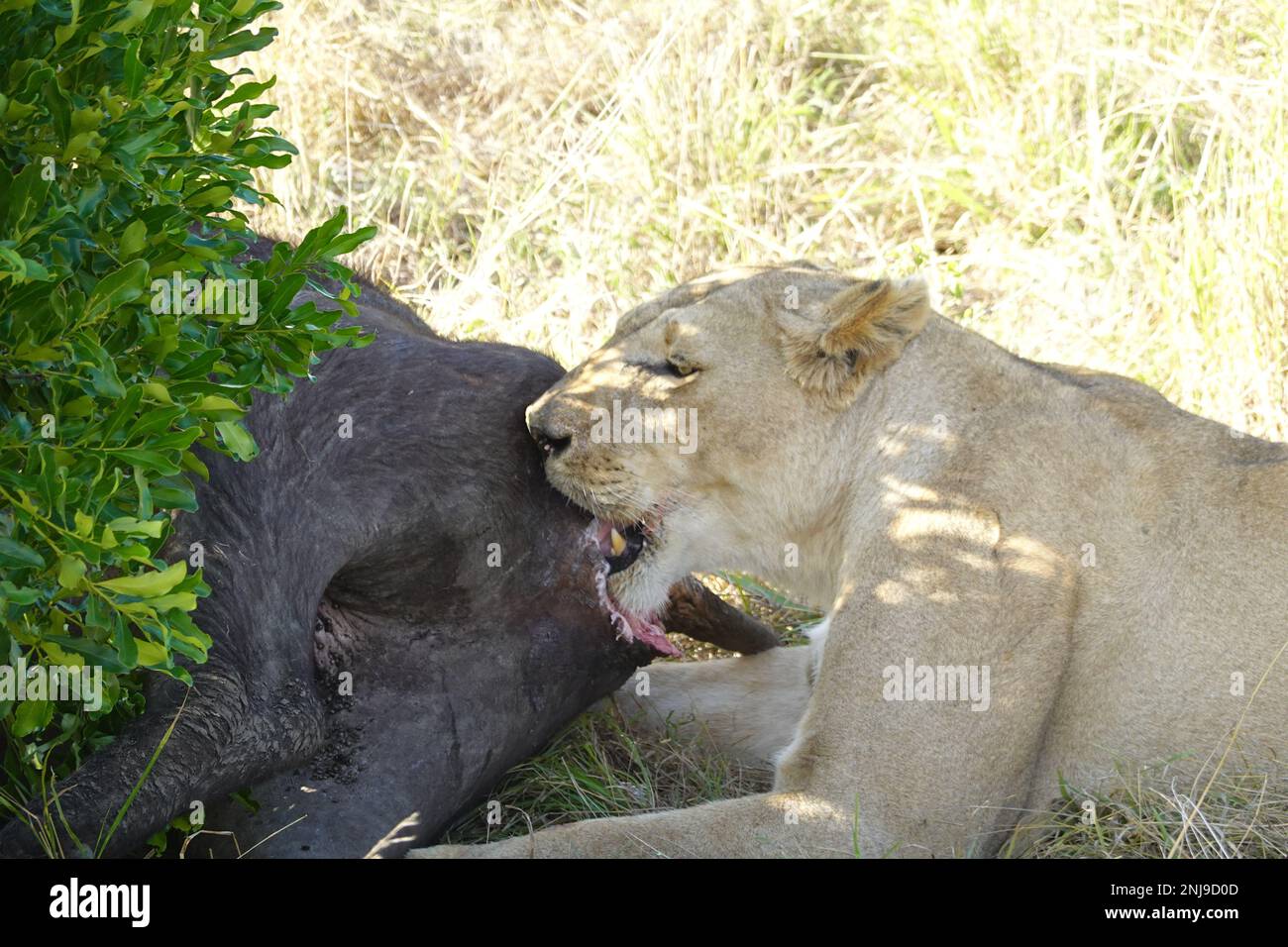 Lion eating a buffalo carcass in the savannah of Kenya Stock Photo - Alamy