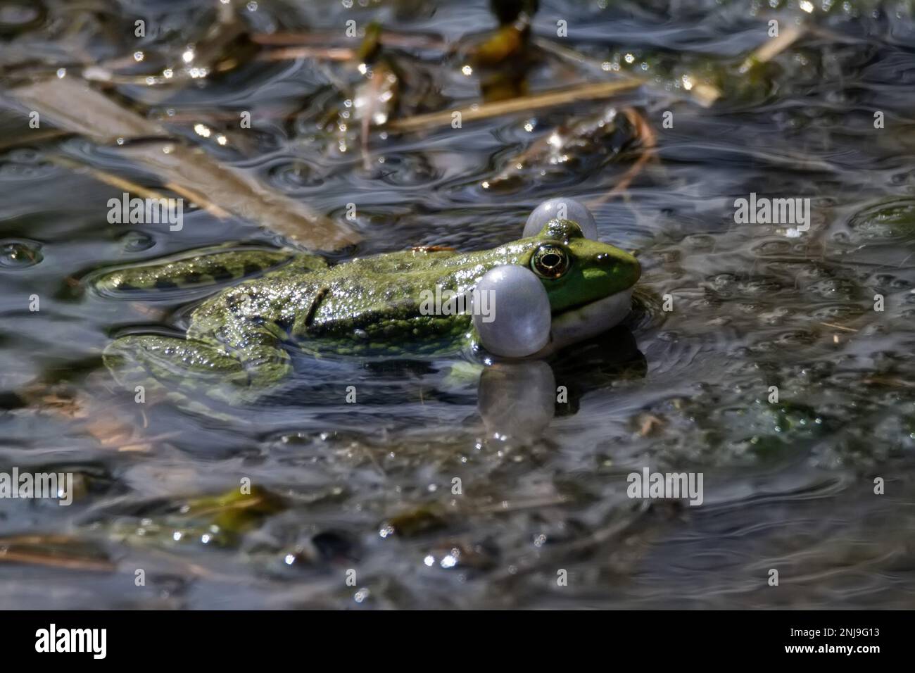 Marsh frog or Pelophylax ridibundus singing in the water. Mating ritual ...